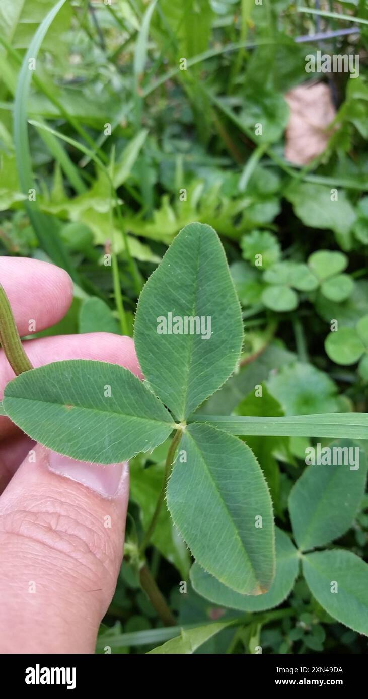 Alsike clover (Trifolium hybridum) Plantae Stock Photo - Alamy