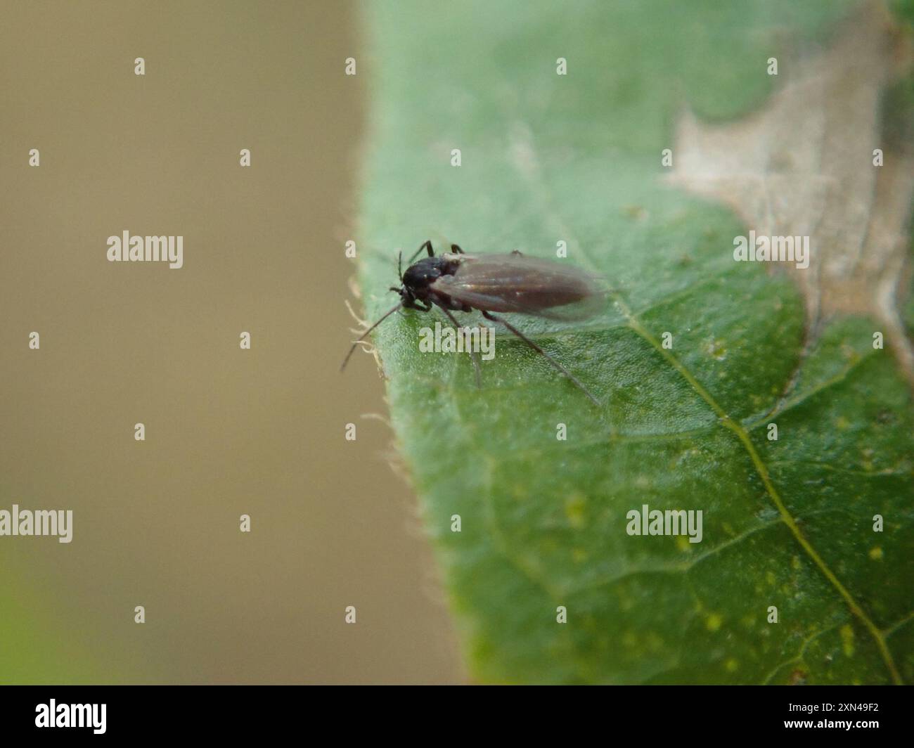 Biting Midges (Ceratopogonidae) Insecta Stock Photo - Alamy