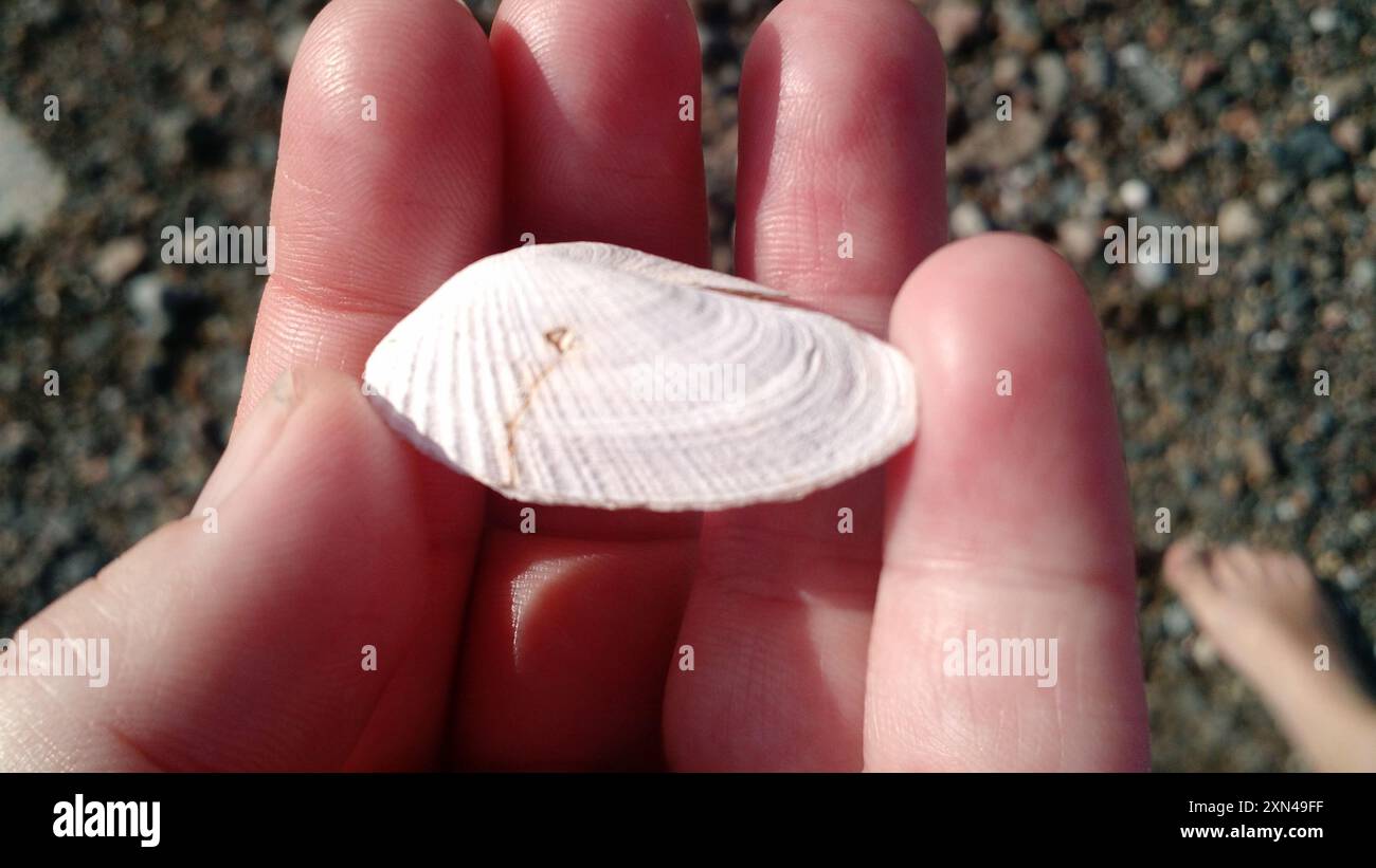 False Angelwing (Petricolaria pholadiformis) Mollusca Stock Photo - Alamy