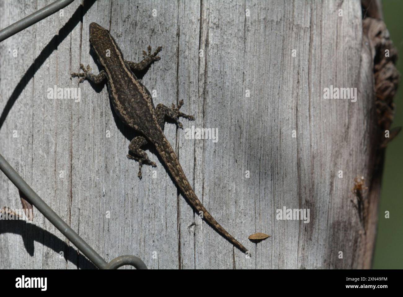 Common Dwarf Gecko (Lygodactylus capensis) Reptilia Stock Photo - Alamy