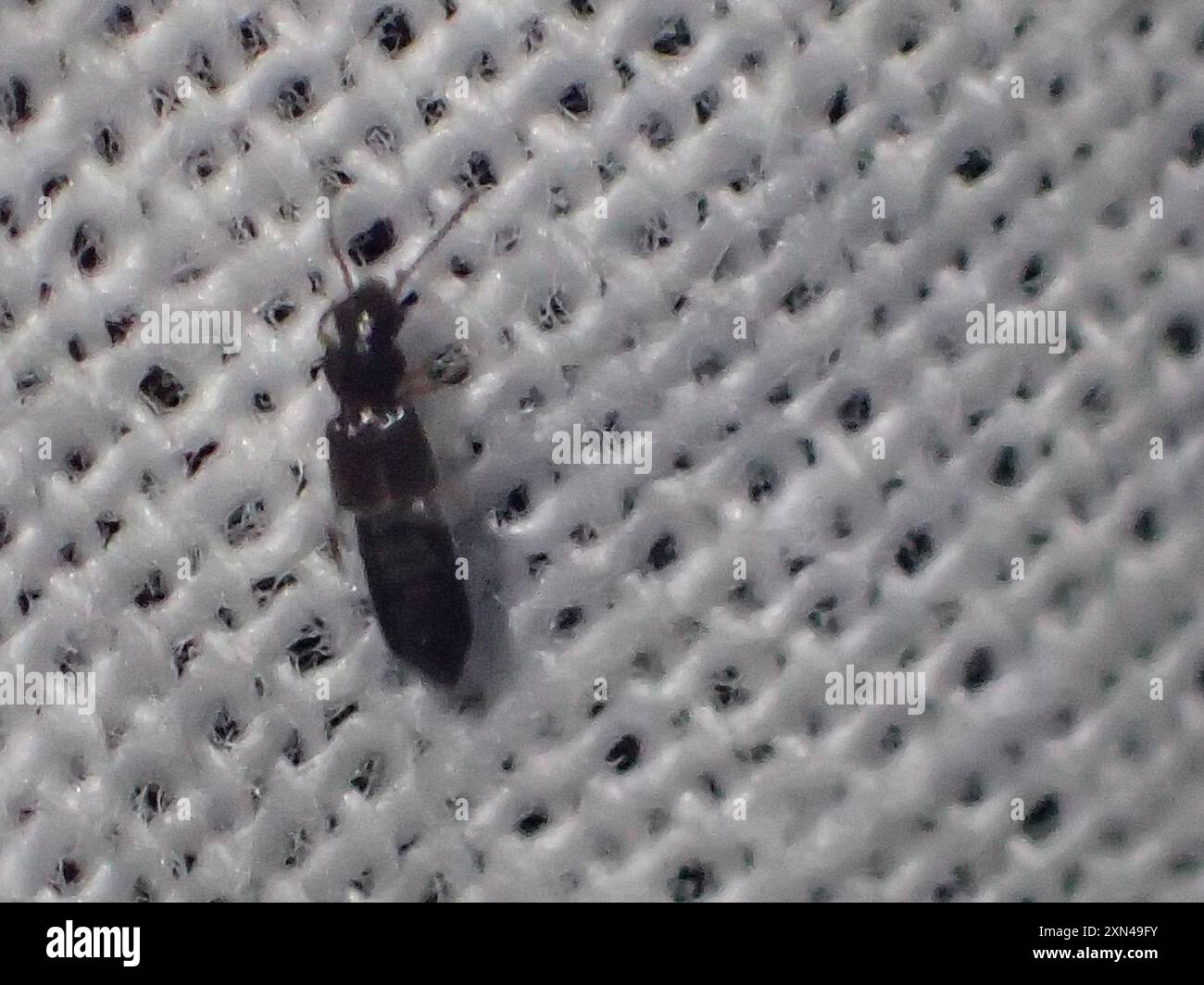 Rove Beetles (Staphylinidae) Insecta Stock Photo - Alamy