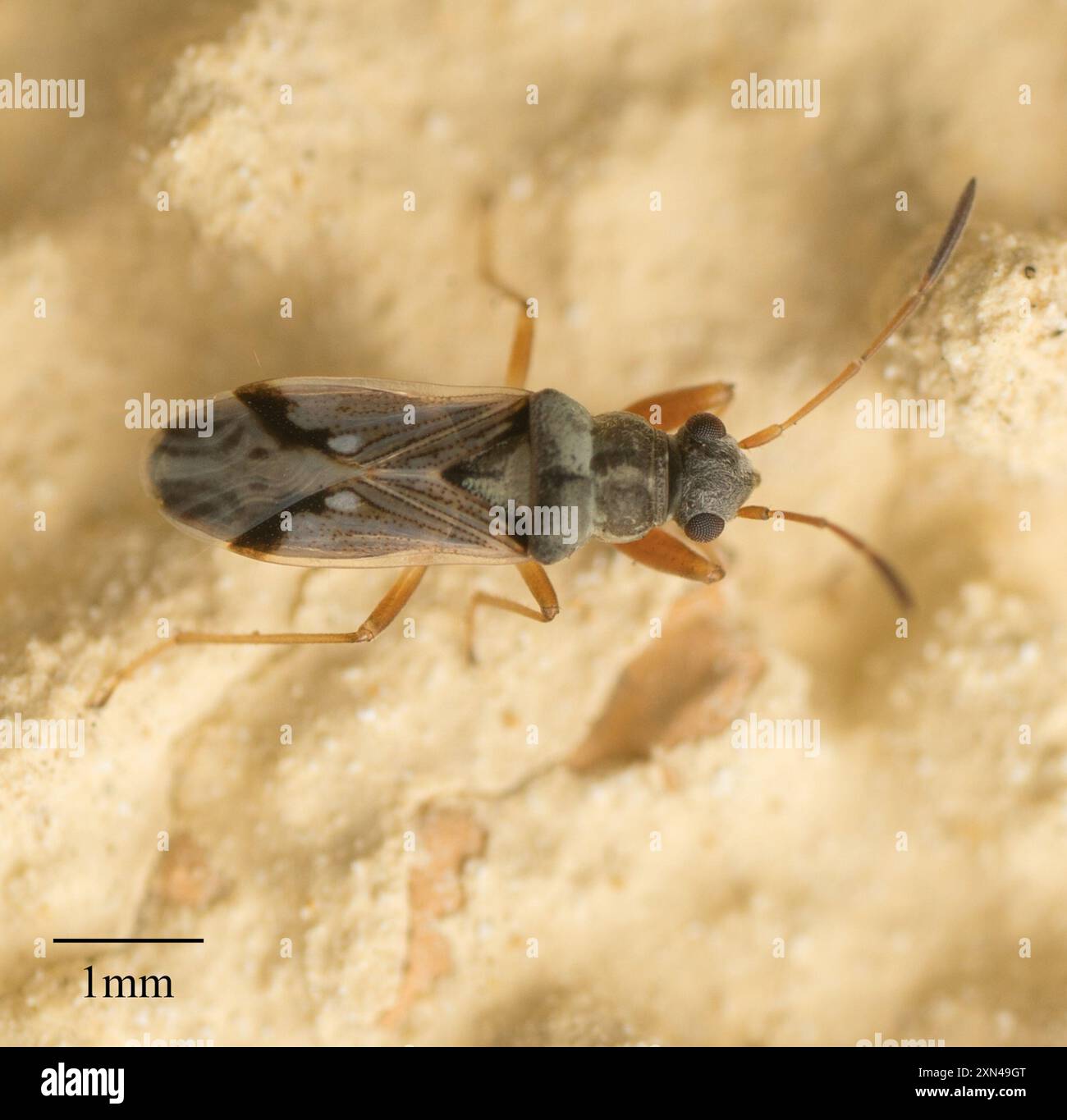 (Pseudopachybrachius vinctus) Insecta Stock Photo - Alamy