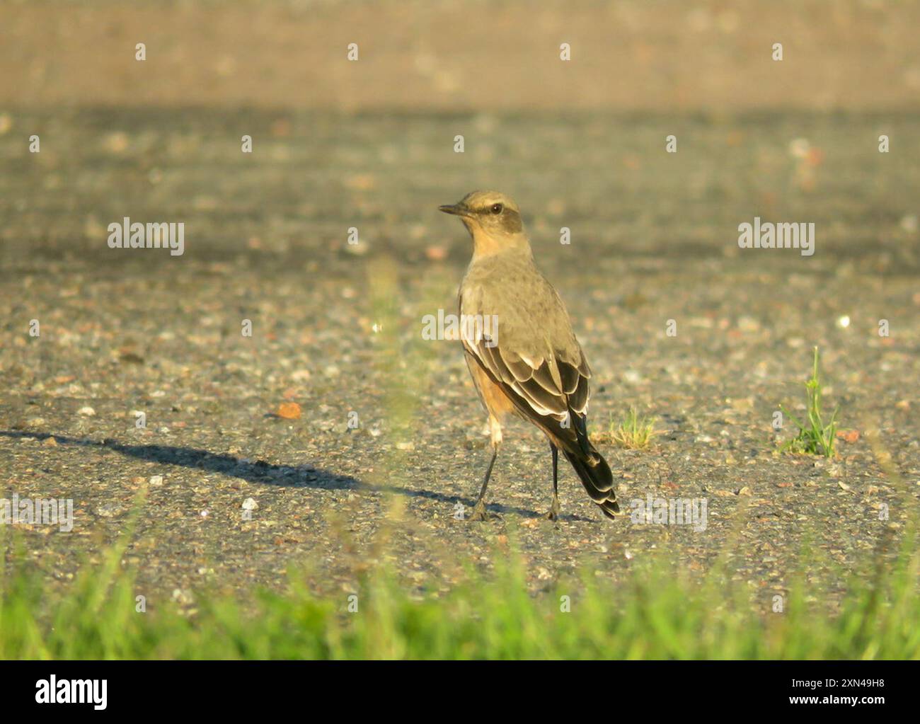 Neoxolmis hi-res stock photography and images - Alamy