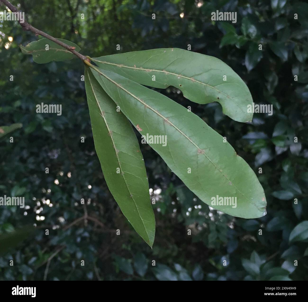 swamp laurel oak (Quercus laurifolia) Plantae Stock Photo - Alamy