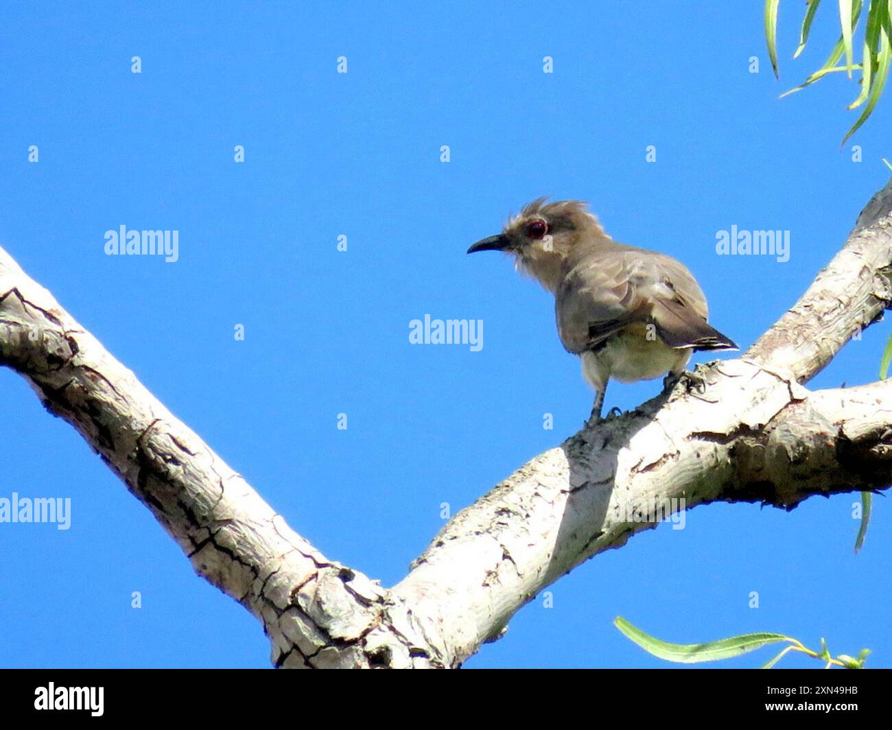 Ash-colored Cuckoo (Coccycua cinerea) Aves Stock Photo - Alamy