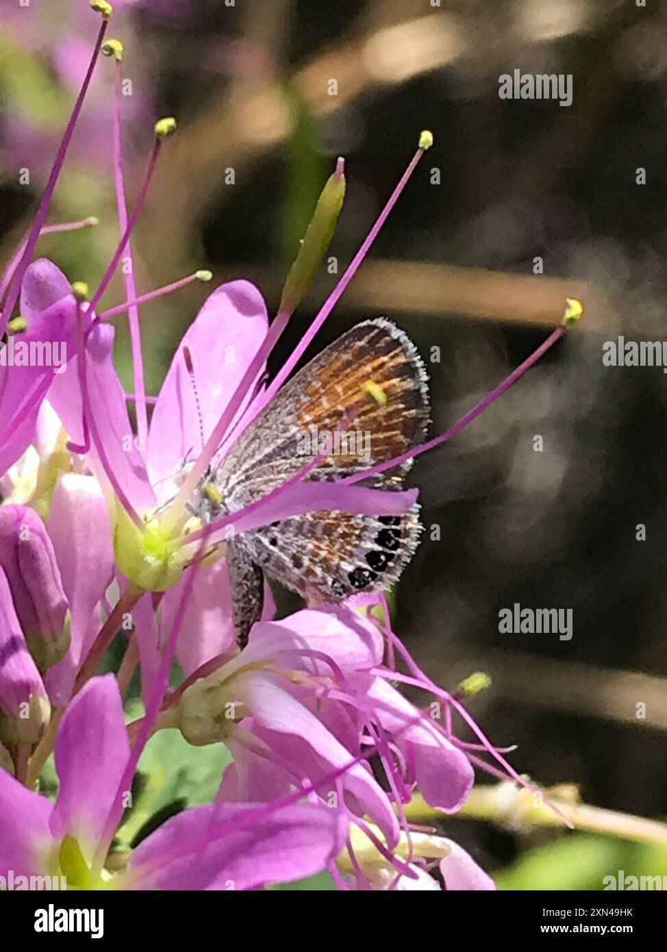 Western Pygmy-Blue (Brephidium exilis) Insecta Stock Photo - Alamy