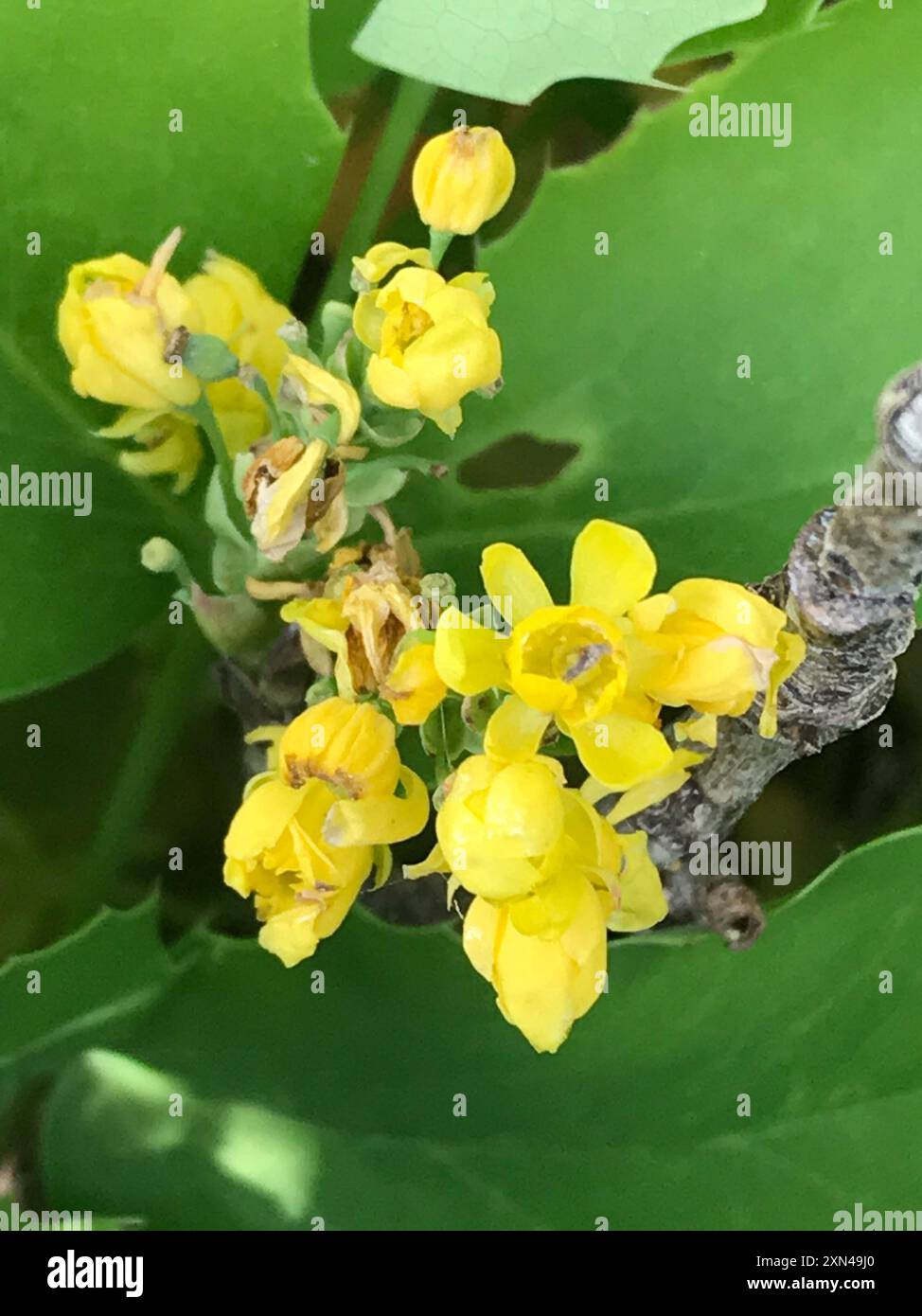creeping mahonia (Berberis repens) Plantae Stock Photo - Alamy