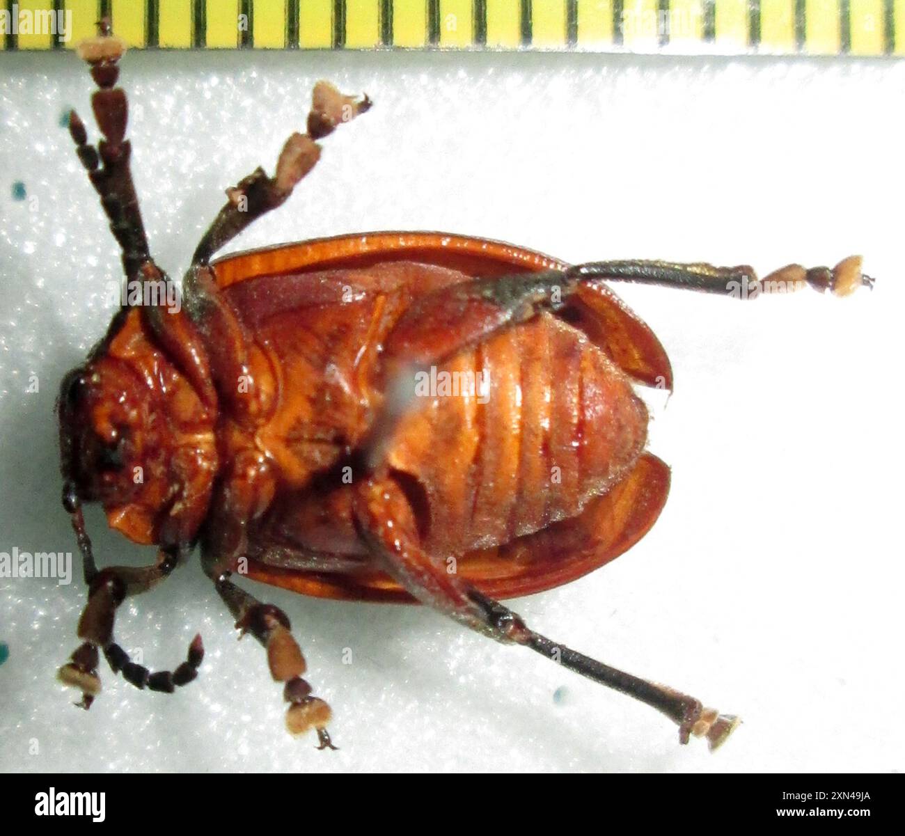 (Diamphidia femoralis) Insecta Stock Photo - Alamy