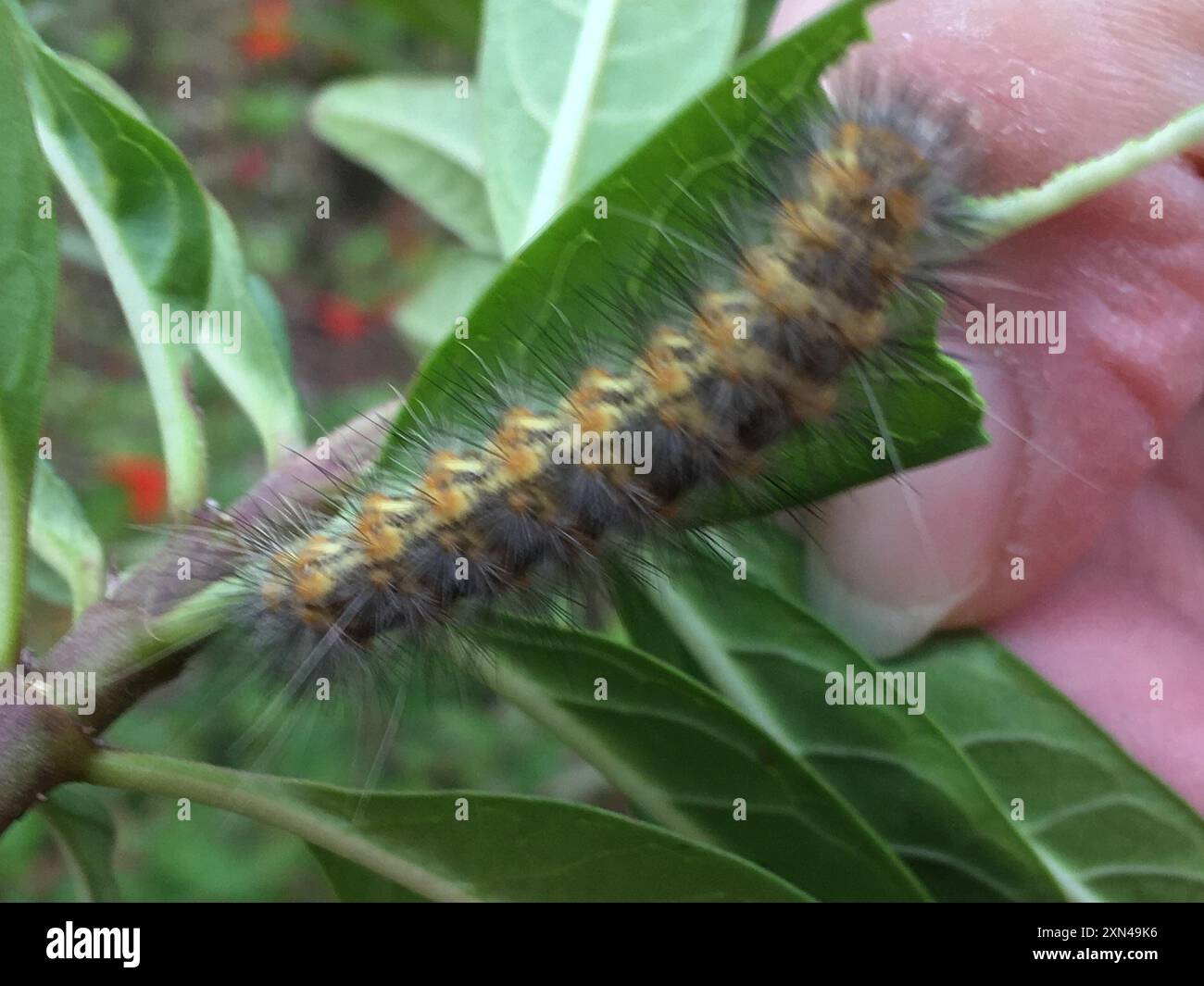 Salt Marsh Moth (Estigmene acrea) Insecta Stock Photo - Alamy