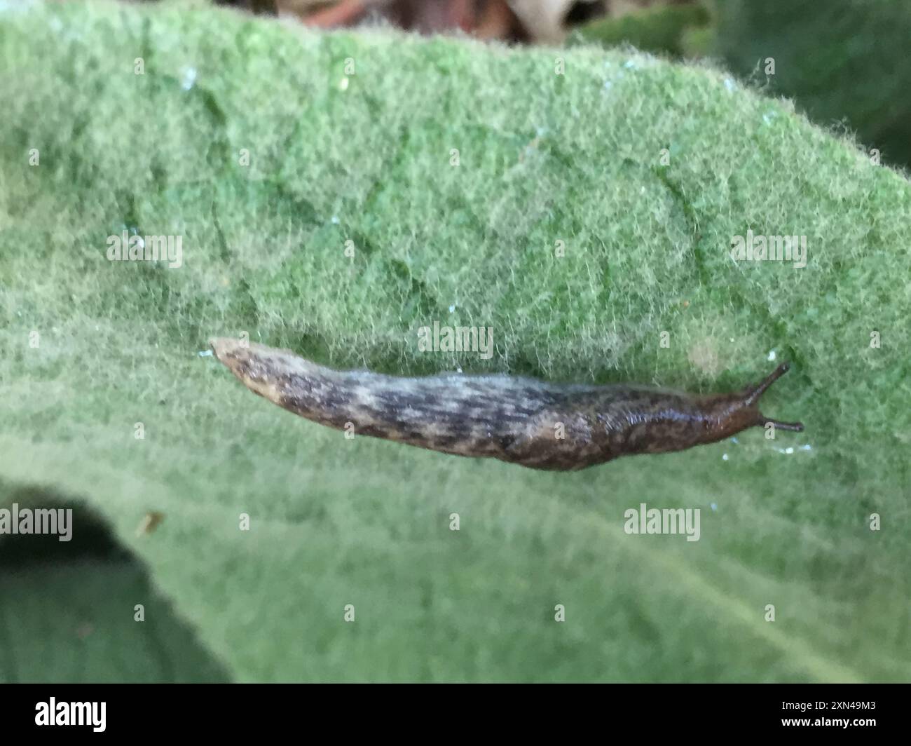 Milky Slug (Deroceras reticulatum) Mollusca Stock Photo - Alamy