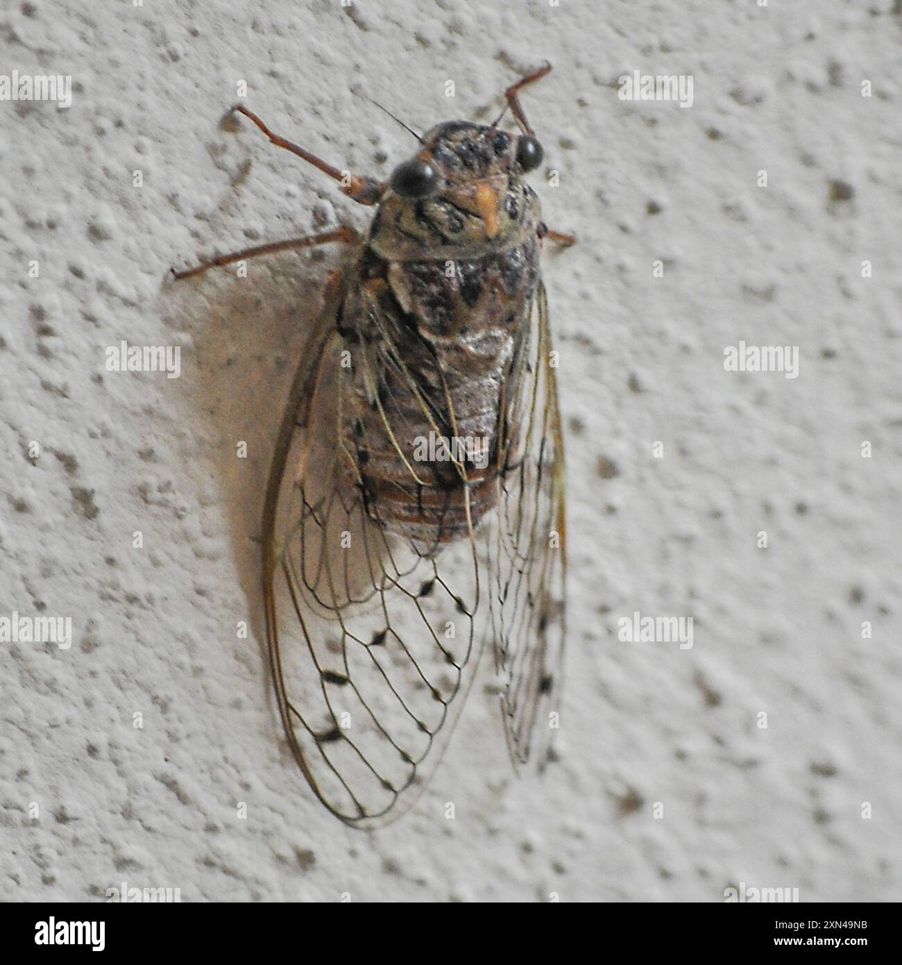 Ash Cicada (Cicada orni) Insecta Stock Photo - Alamy