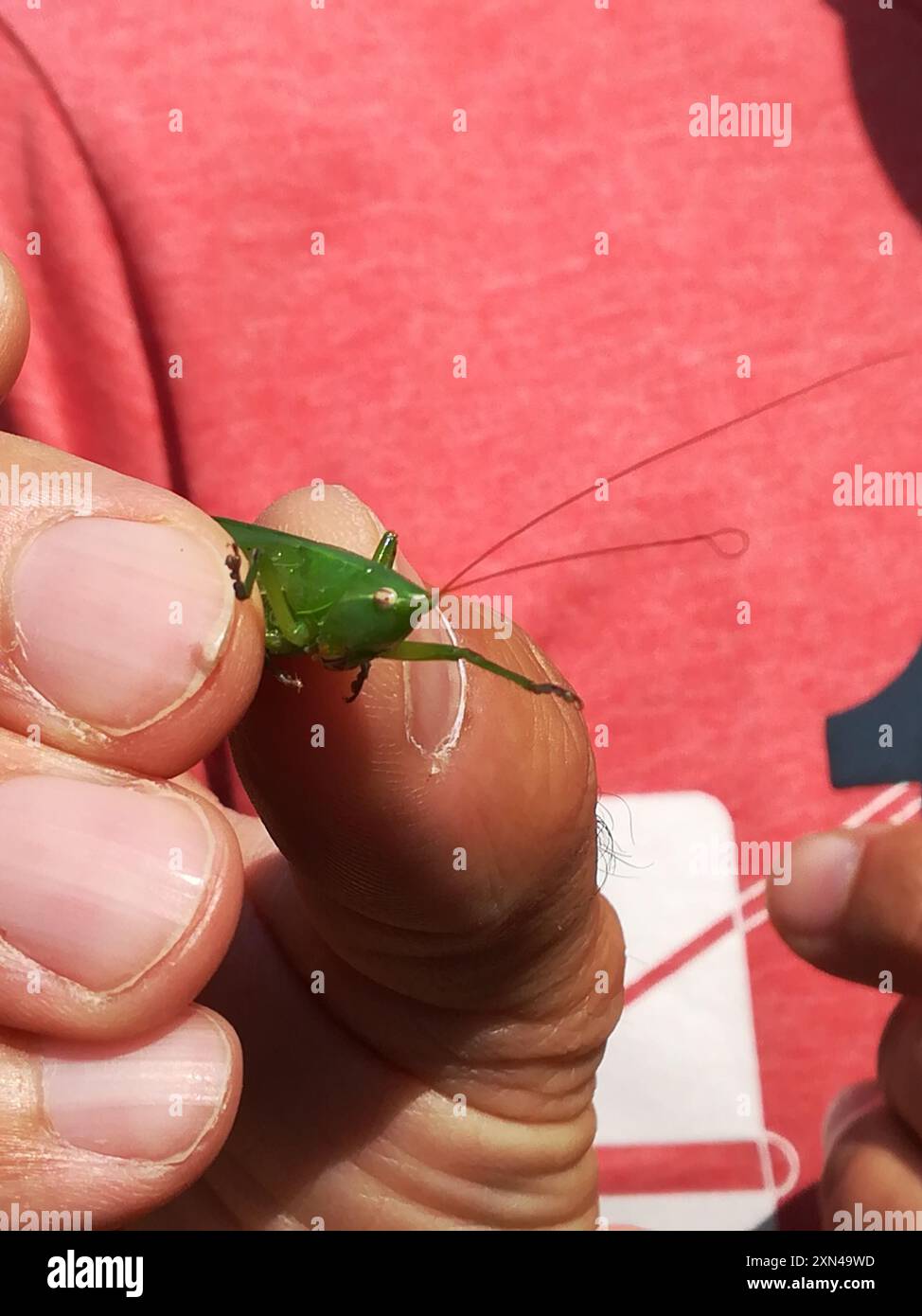 Large Conehead (Ruspolia nitidula) Insecta Stock Photo - Alamy