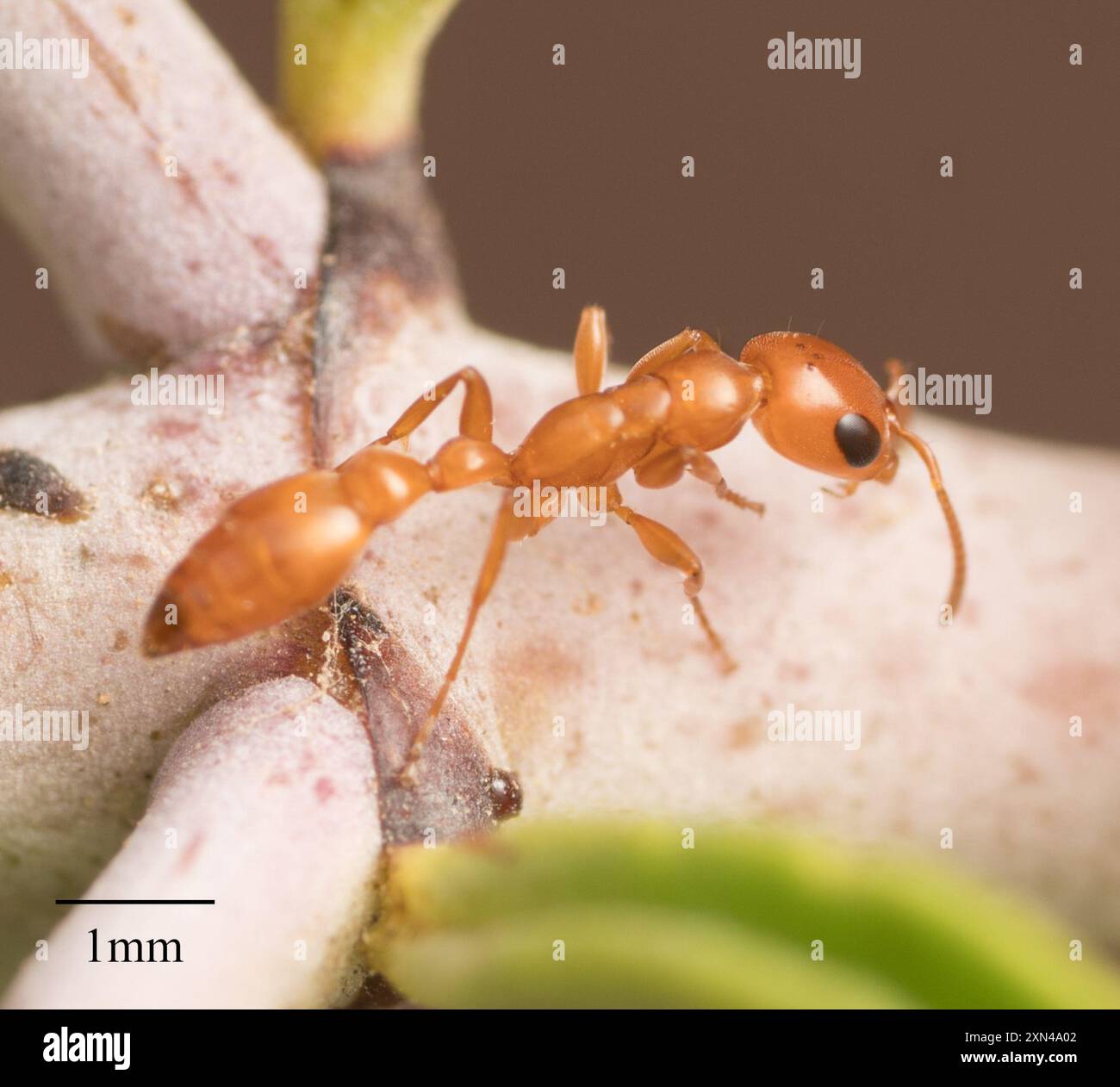 Apache Twig Ant (Pseudomyrmex apache) Insecta Stock Photo - Alamy