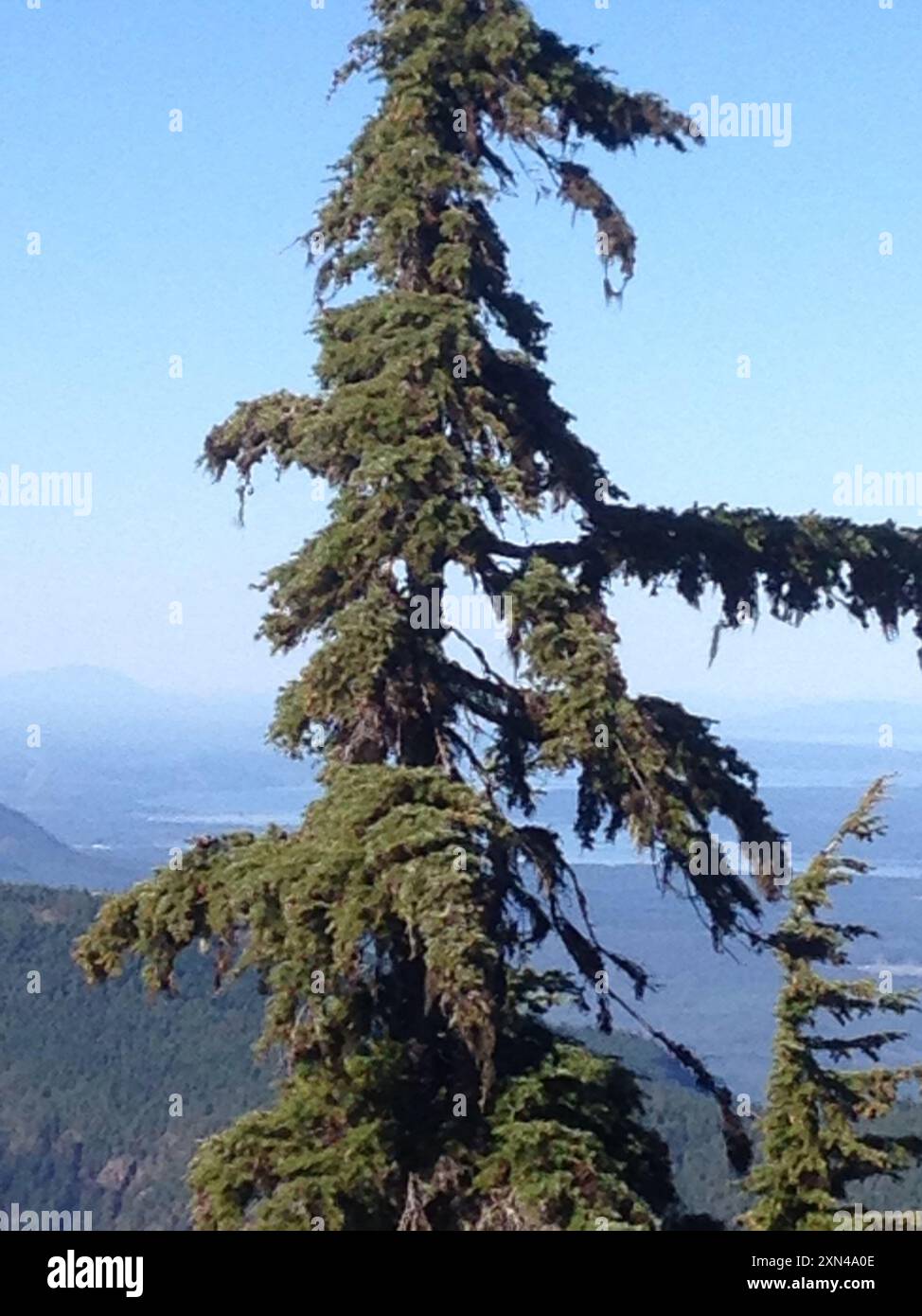 mountain hemlock (Tsuga mertensiana) Plantae Stock Photo - Alamy