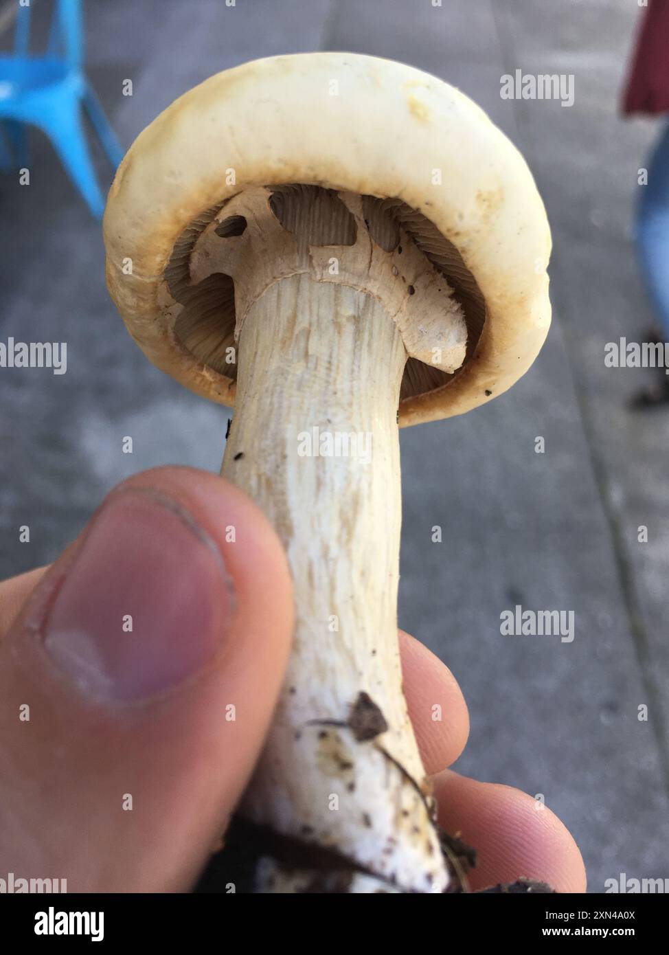 Spring Fieldcap (Agrocybe praecox) Fungi Stock Photo - Alamy