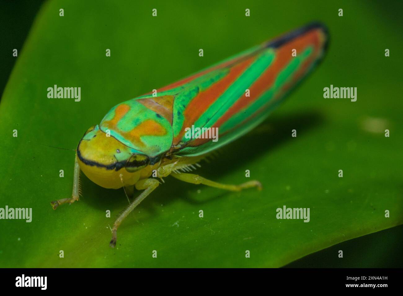 Red-banded Leafhopper (Graphocephala coccinea) Insecta Stock Photo - Alamy