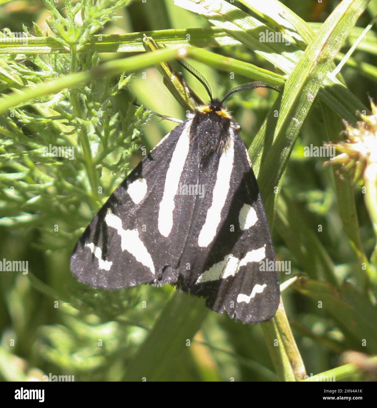 Wood Tiger (Arctia plantaginis) Insecta Stock Photo - Alamy