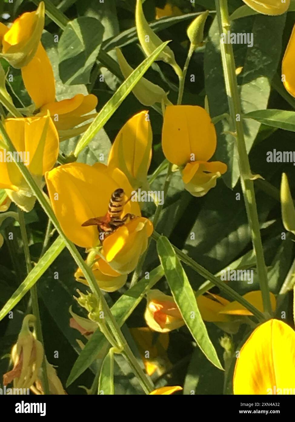 Woolly Wall Bee (Megachile lanata) Insecta Stock Photo - Alamy