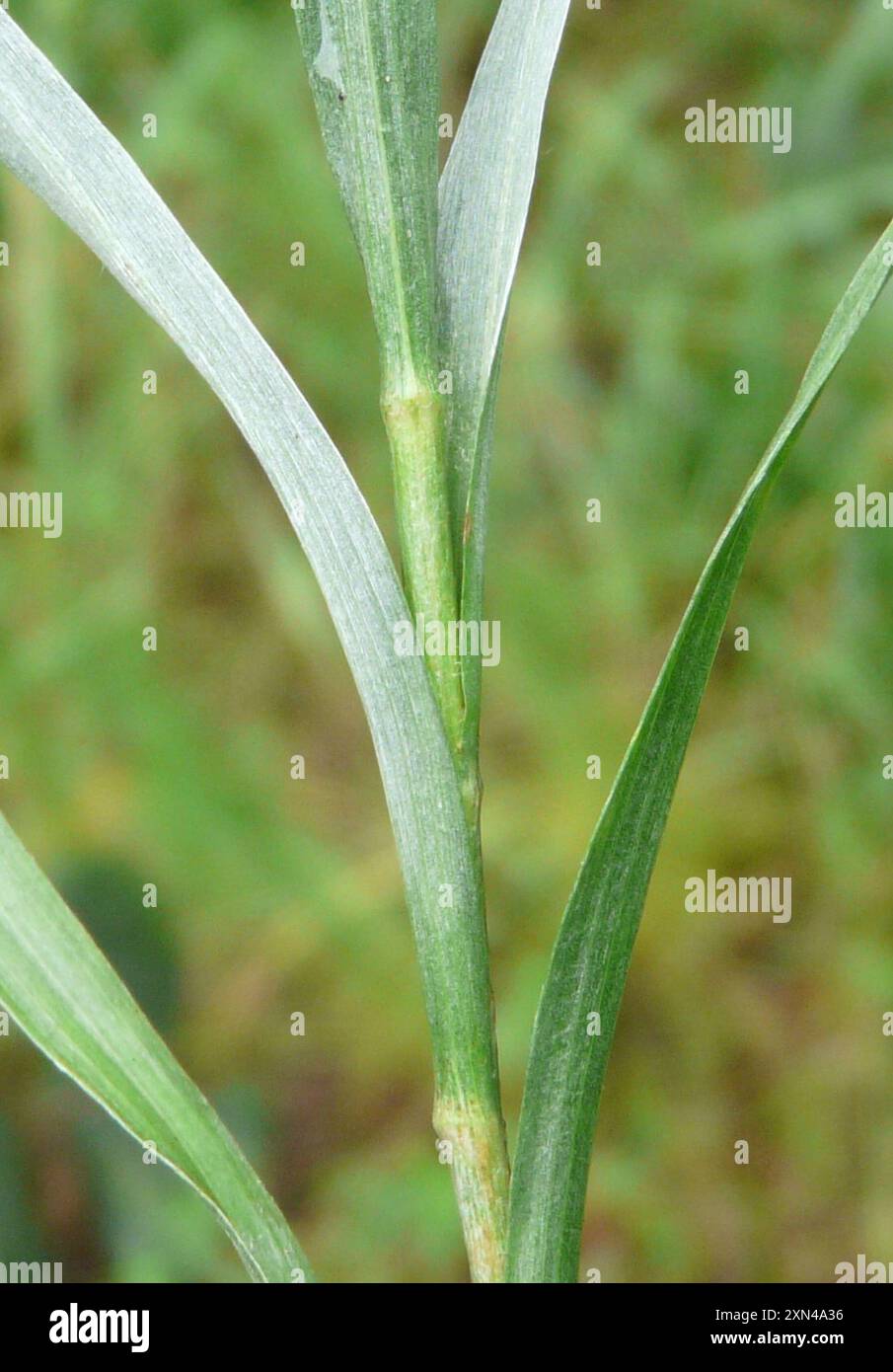 Silkgrass hi-res stock photography and images - Alamy