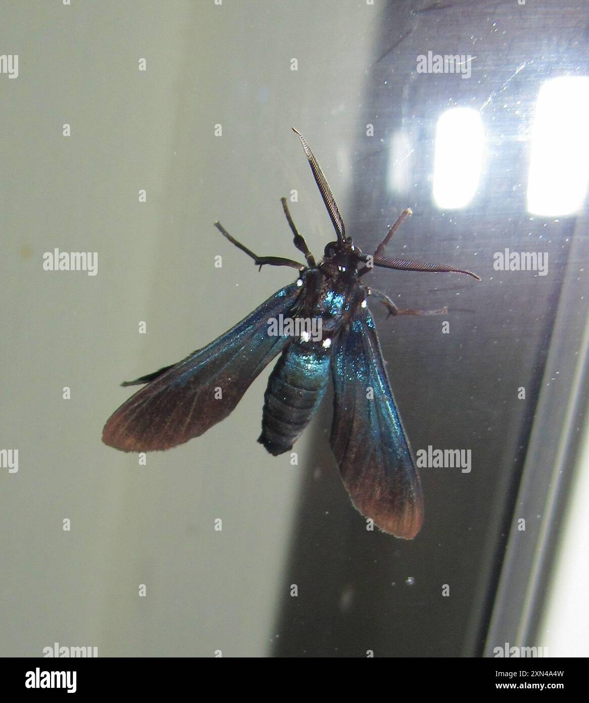 Leucostigma hi-res stock photography and images - Alamy