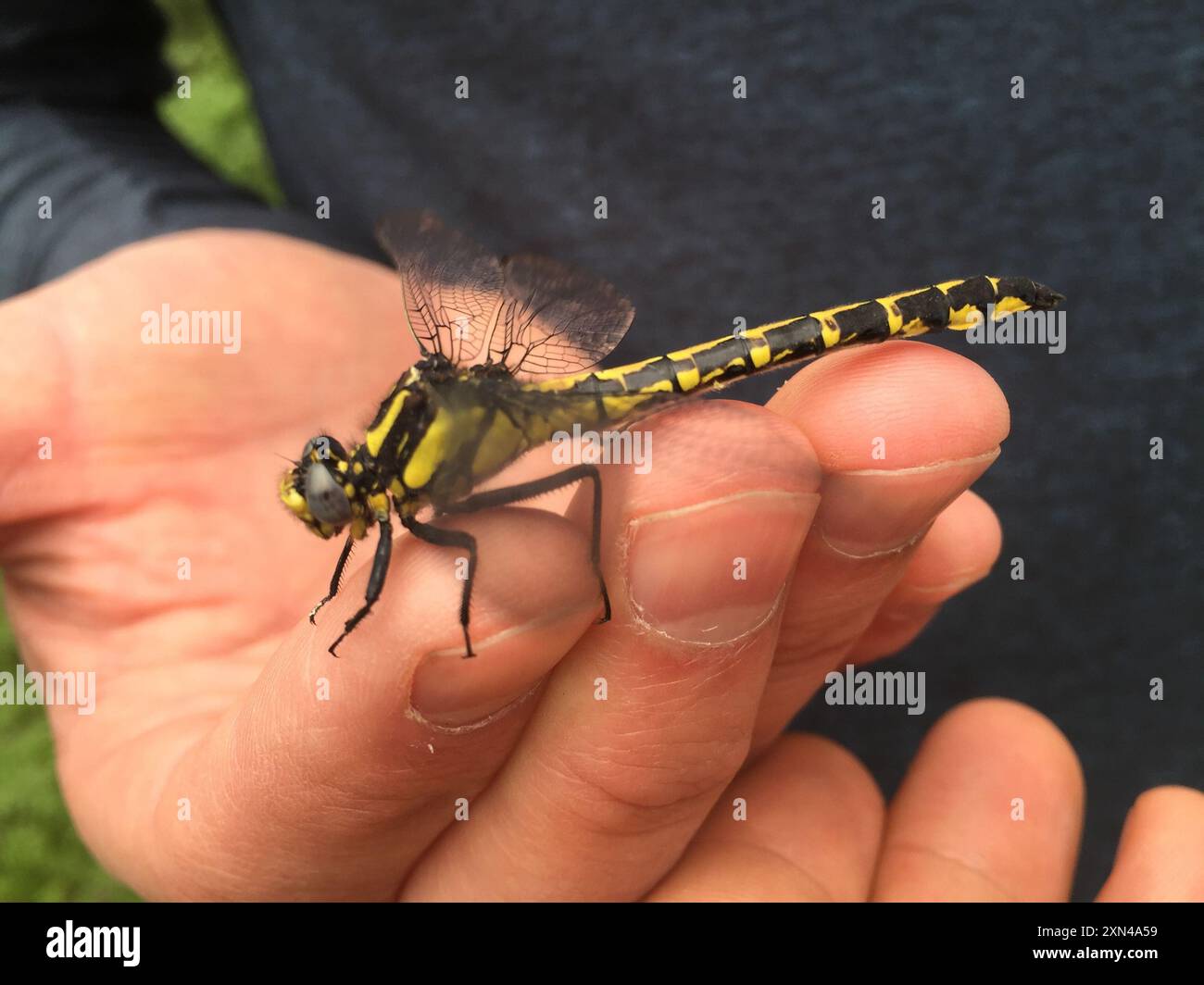 Pacific Clubtail (Phanogomphus kurilis) Insecta Stock Photo - Alamy