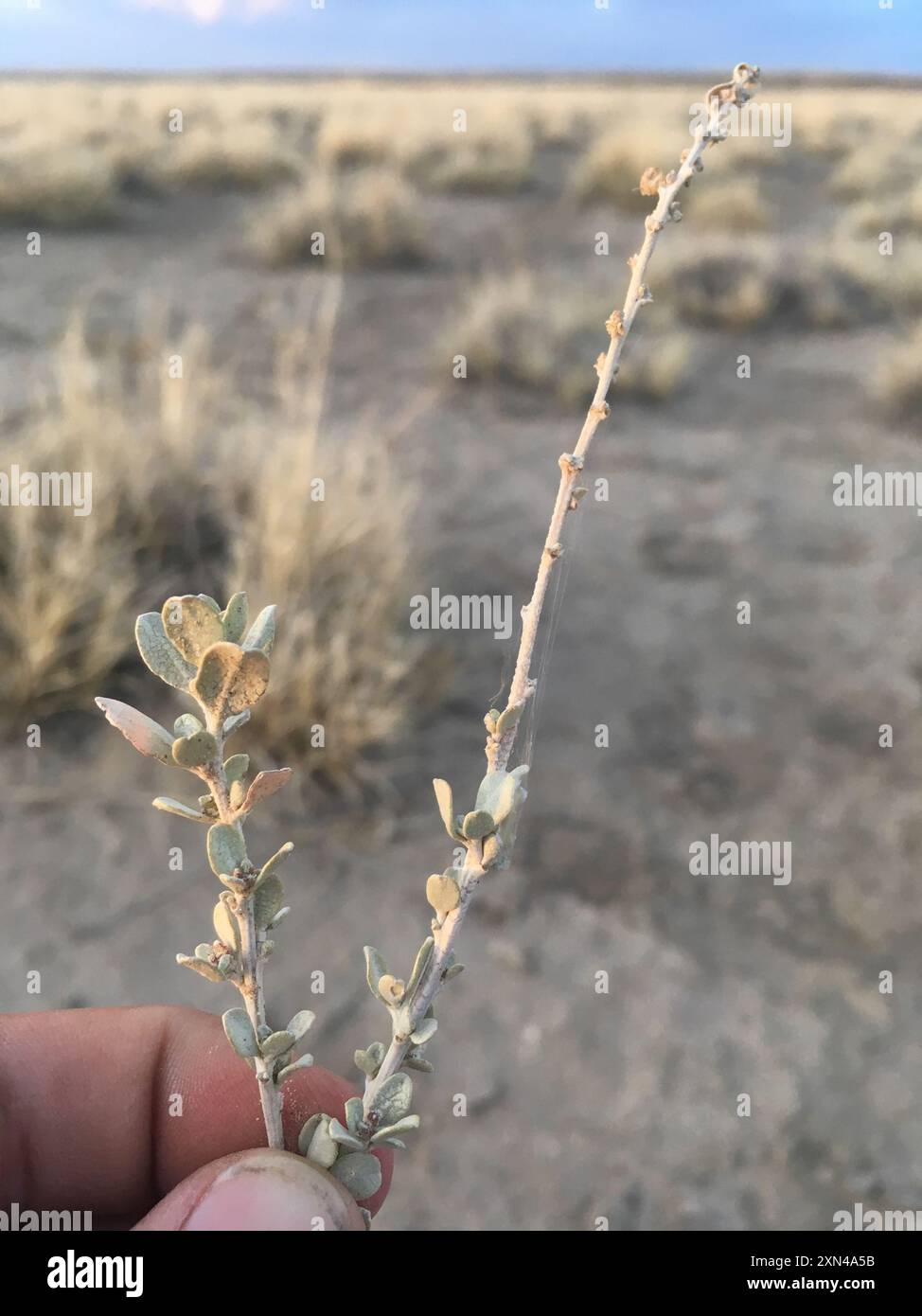 Mound Saltbush (Atriplex obovata) Plantae Stock Photo - Alamy