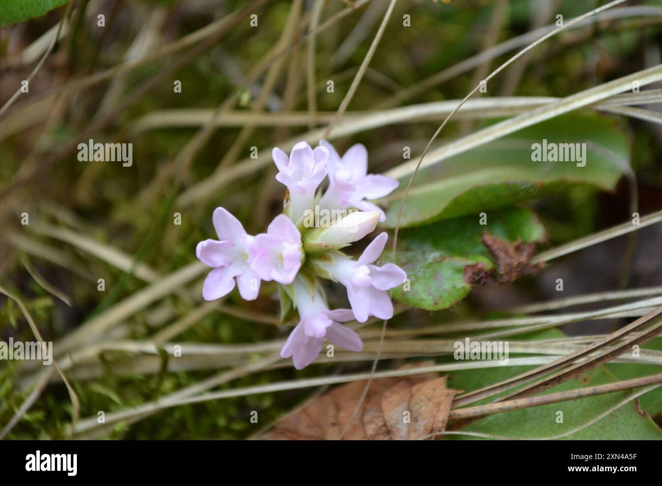 trailing arbutus (Epigaea repens) Plantae Stock Photo - Alamy