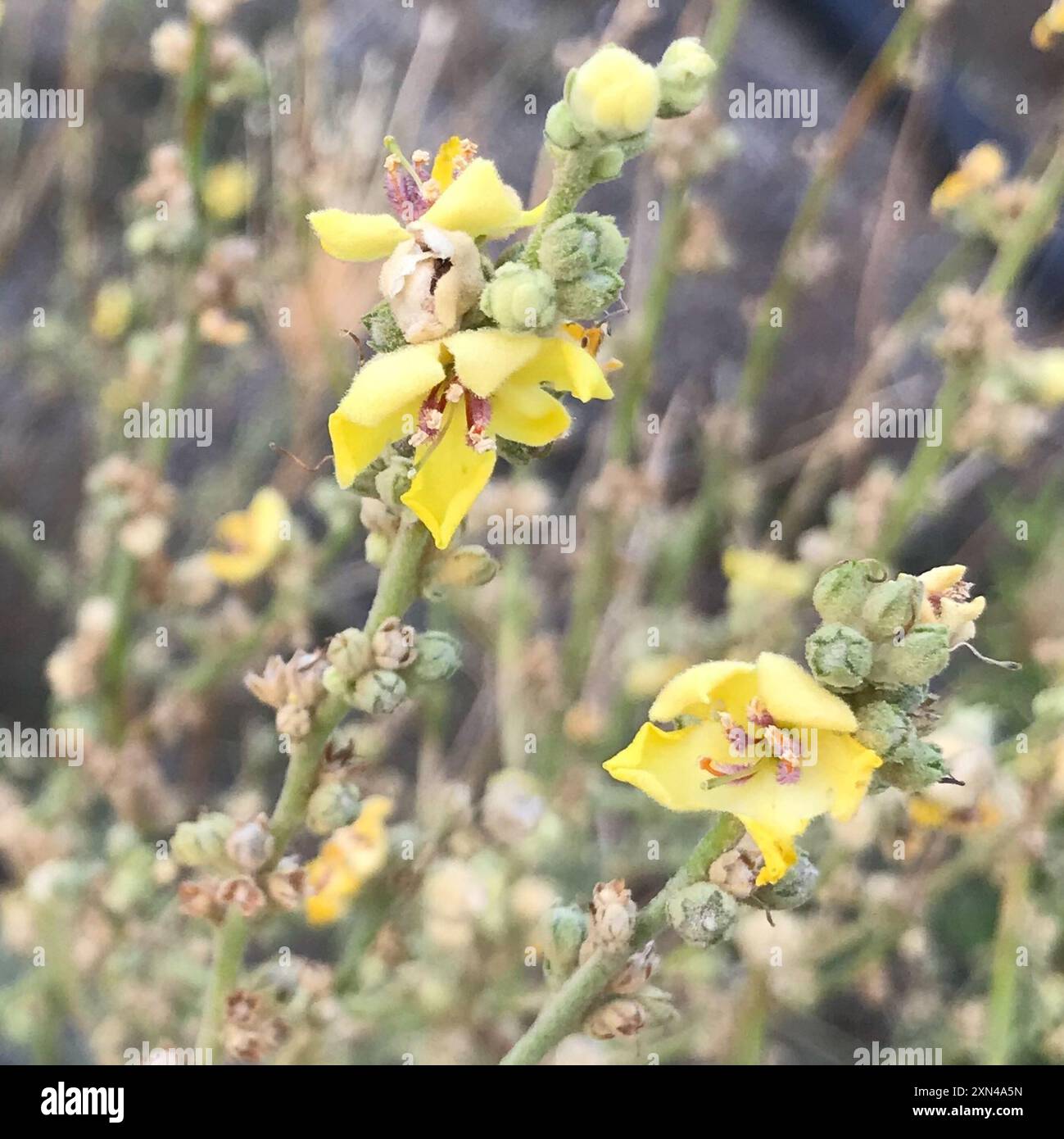 wavyleaf mullein (Verbascum sinuatum) Plantae Stock Photo - Alamy