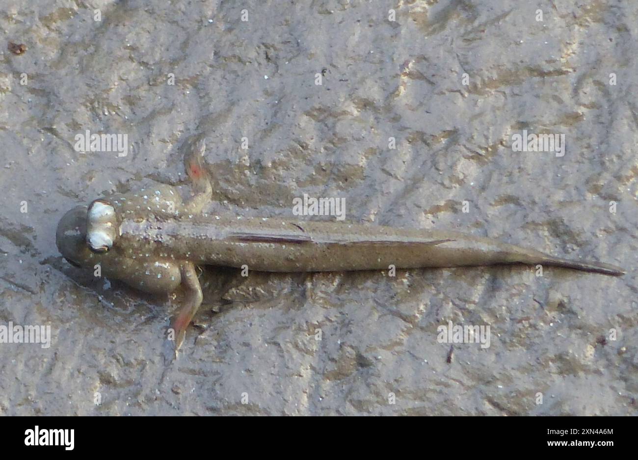 Great Blue-spotted Mudskipper (Boleophthalmus pectinirostris ...