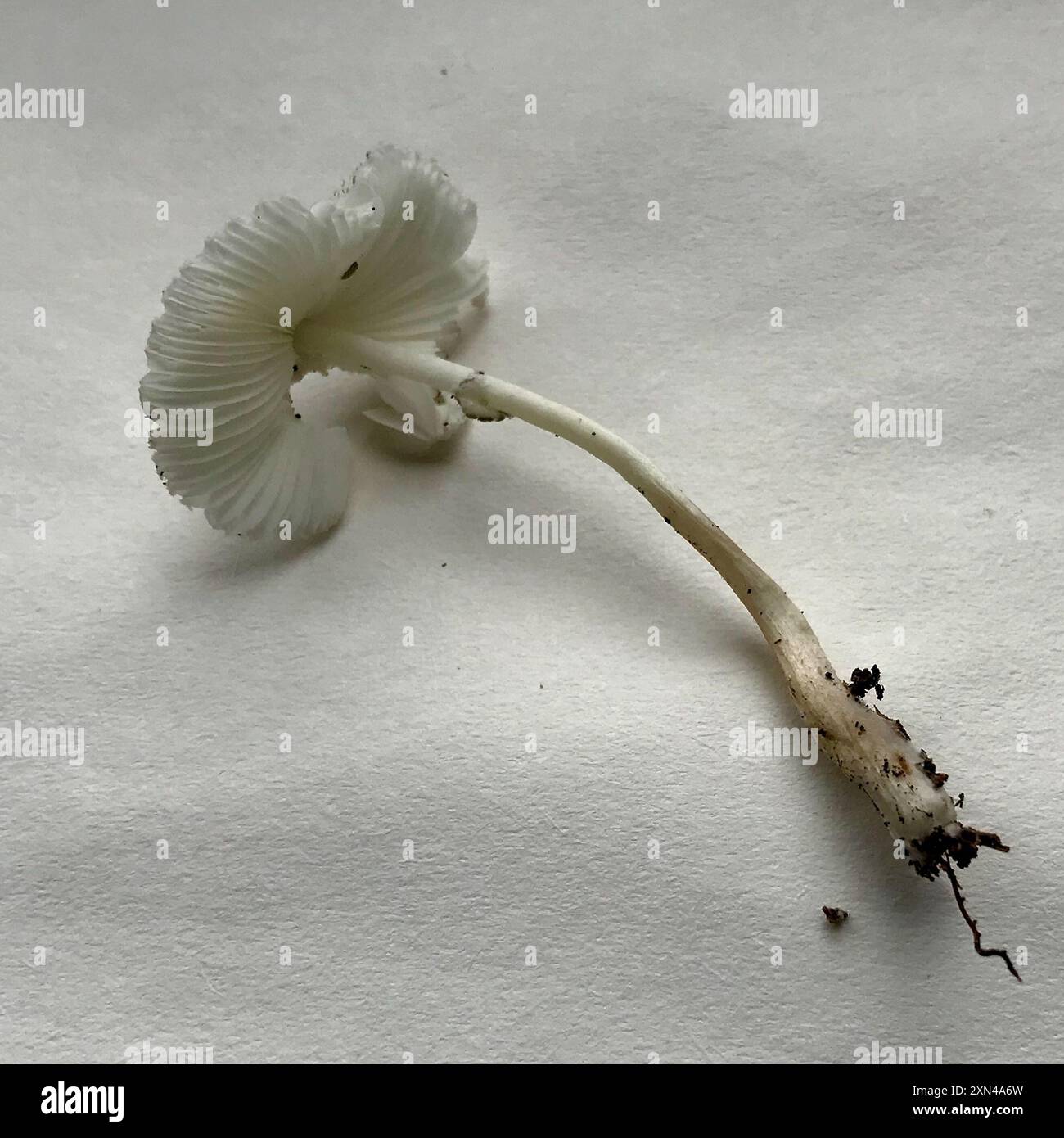 Skullcap Dapperling (Leucocoprinus brebissonii) Fungi Stock Photo - Alamy