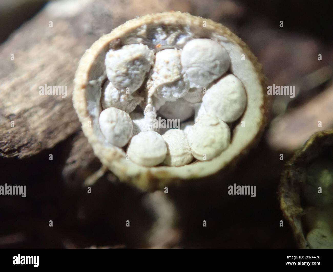 common bird's nest fungus (Crucibulum laeve) Fungi Stock Photo - Alamy