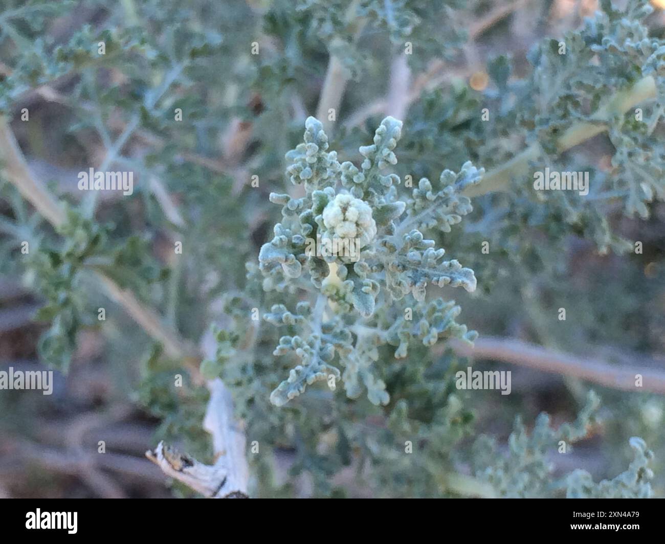 Burrobush (Ambrosia dumosa) Plantae Stock Photo - Alamy