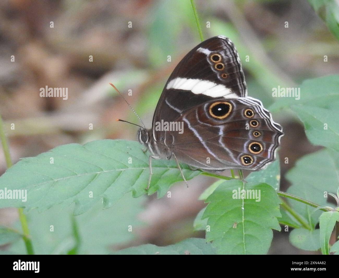 Lethe confusa hi-res stock photography and images - Alamy