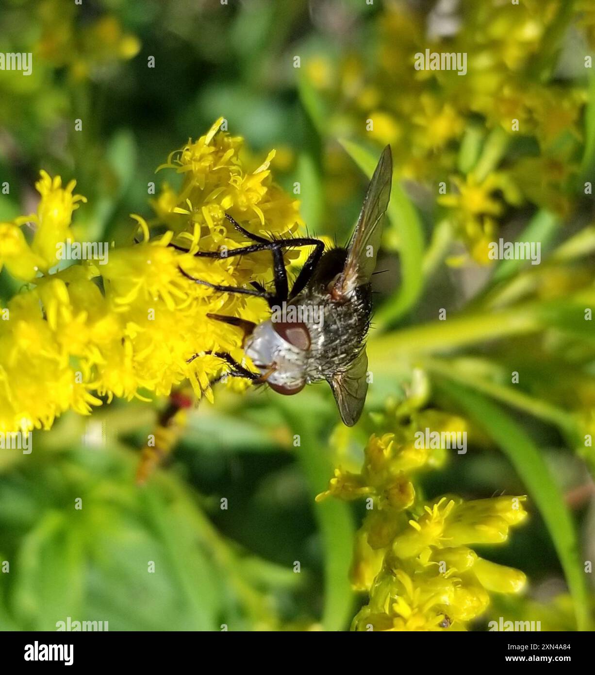 Bristle Flies (Tachinidae) Insecta Stock Photo - Alamy