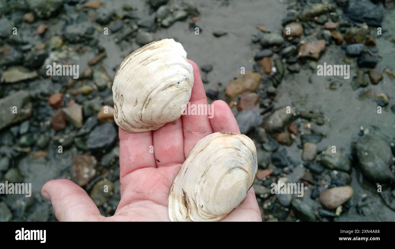 Soft-shelled Clam (Mya arenaria) Mollusca Stock Photo - Alamy