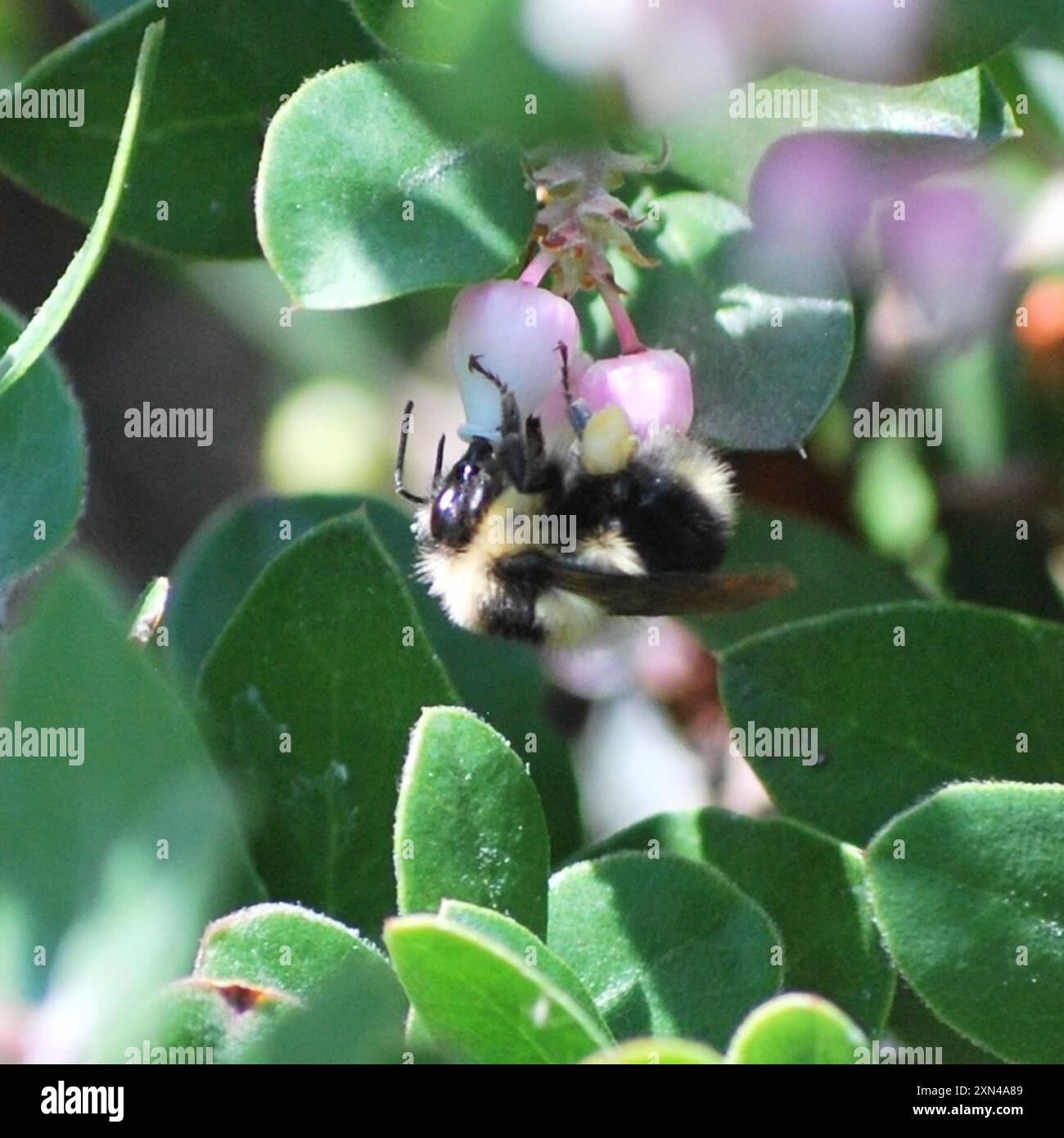 Black-tailed Bumble Bee (Bombus melanopygus) Insecta Stock Photo - Alamy