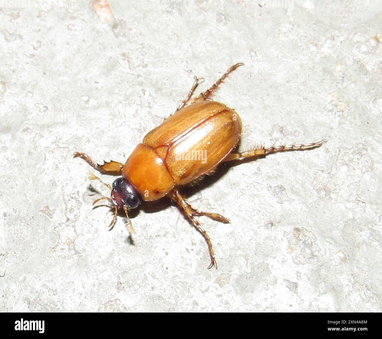 Masked Chafers and Rice Beetles (Cyclocephalini) Insecta Stock Photo ...