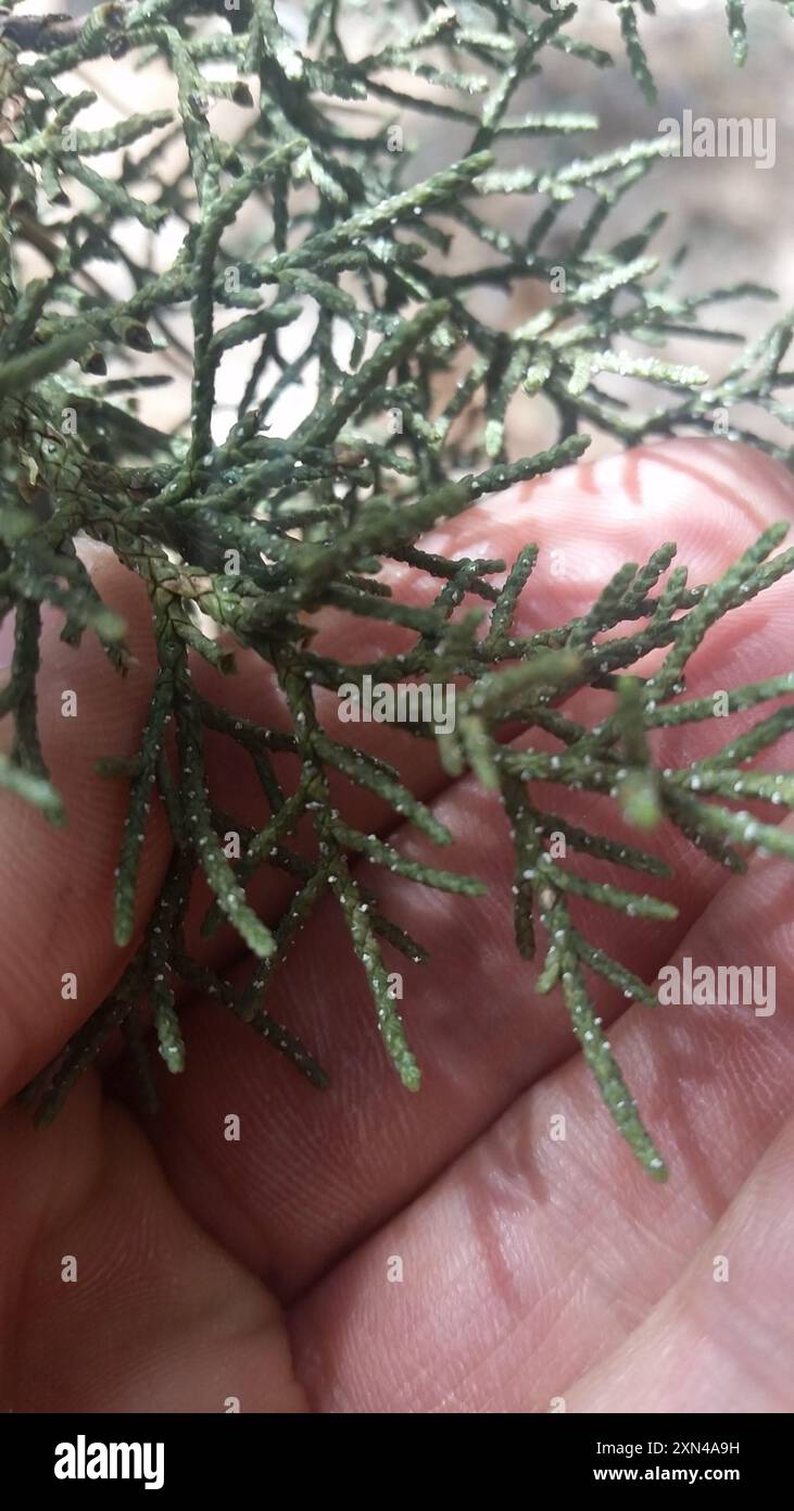 alligator juniper (Juniperus deppeana) Plantae Stock Photo - Alamy