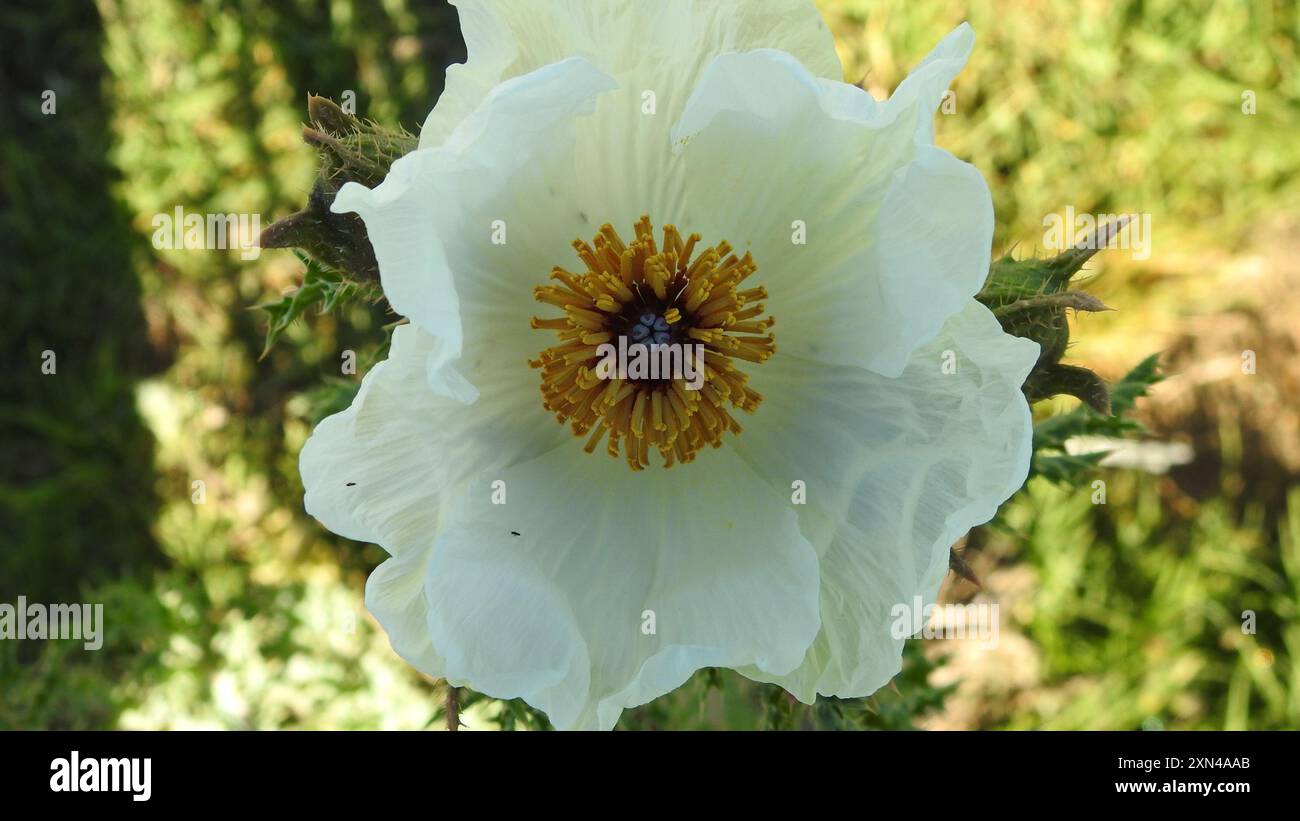 Mexican Poppy (Argemone ochroleuca) Plantae Stock Photo - Alamy