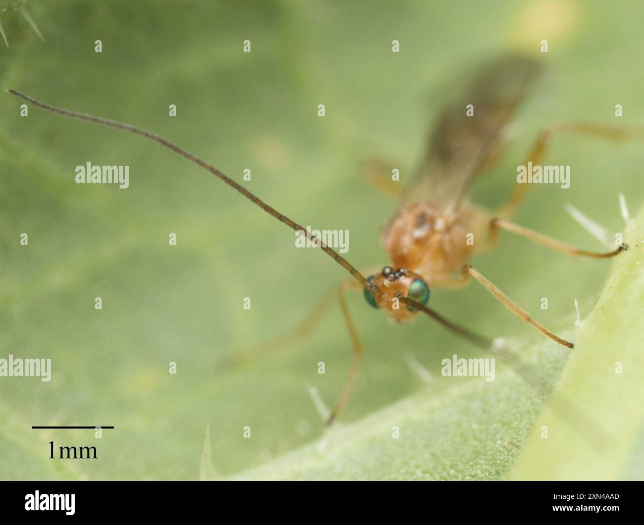 Ichneumonid and Braconid Wasps (Ichneumonoidea) Insecta Stock Photo - Alamy