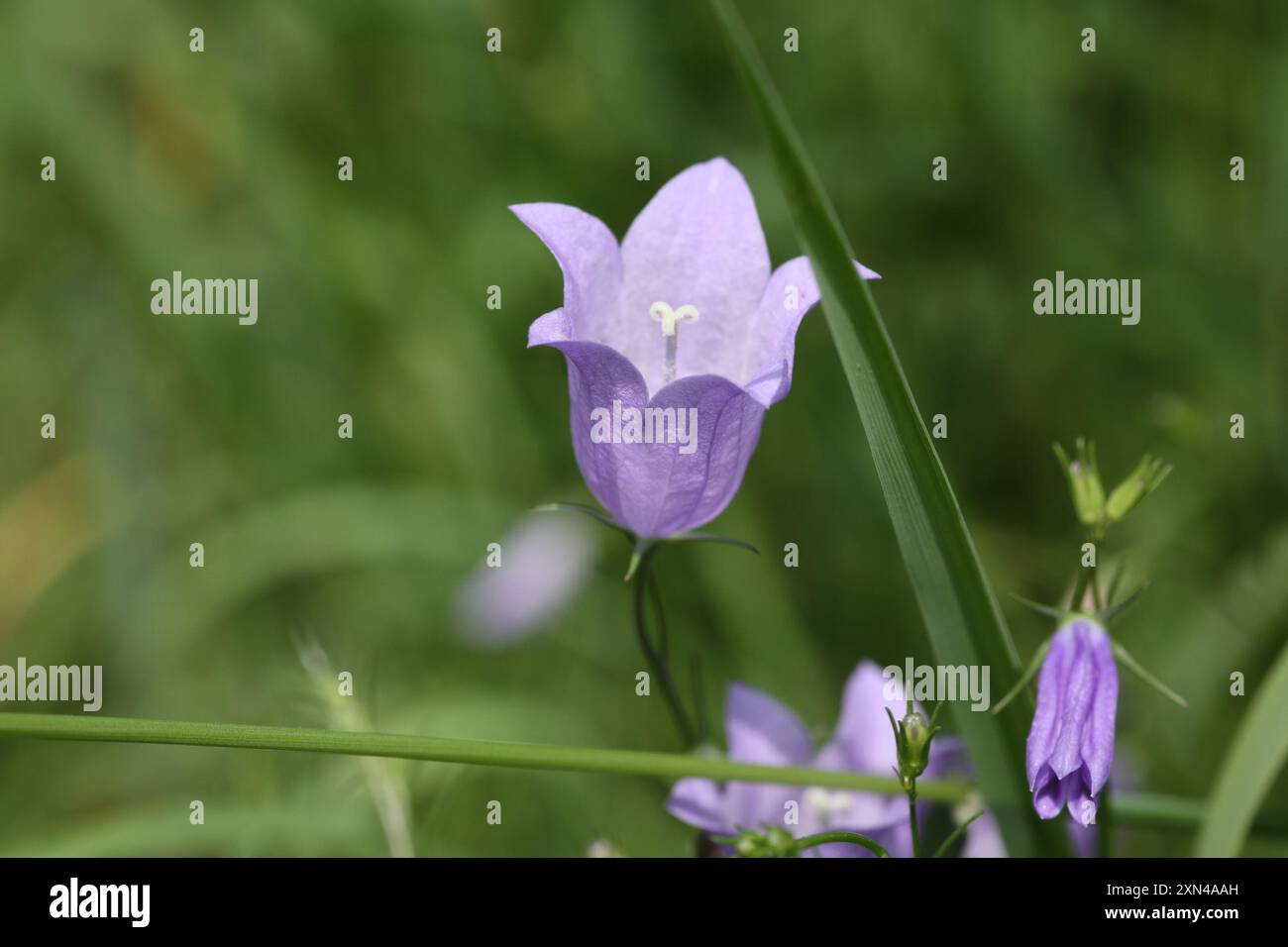 Common Harebell (Campanula rotundifolia) Plantae Stock Photo - Alamy