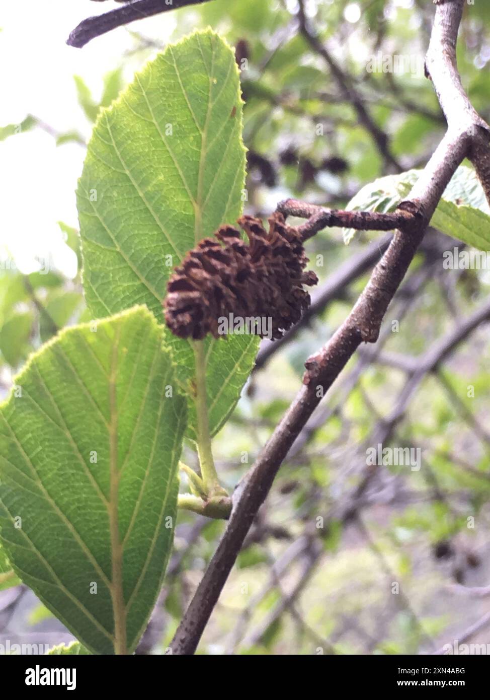 white alder (Alnus rhombifolia) Plantae Stock Photo - Alamy