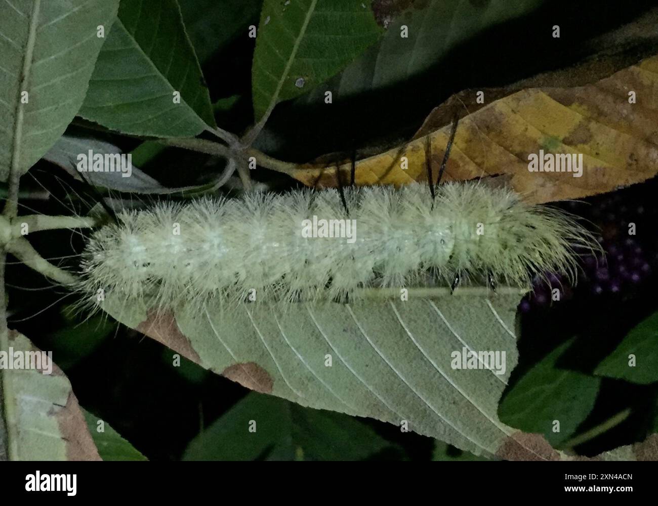 American Dagger (Acronicta americana) Insecta Stock Photo - Alamy