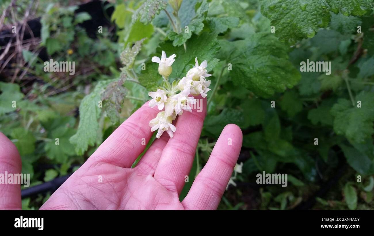 sticky currant (Ribes viscosissimum) Plantae Stock Photo - Alamy