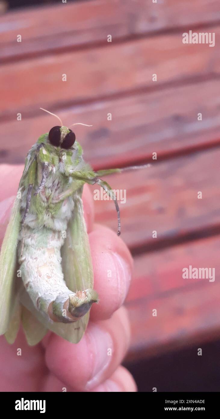 Puriri moth hi-res stock photography and images - Alamy