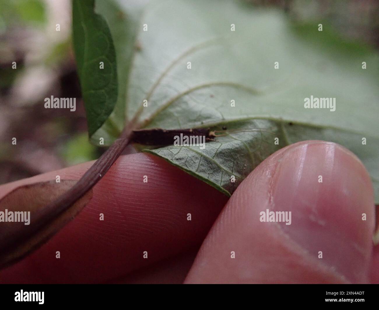Detritus Moth (Opogona omoscopa) Insecta Stock Photo - Alamy