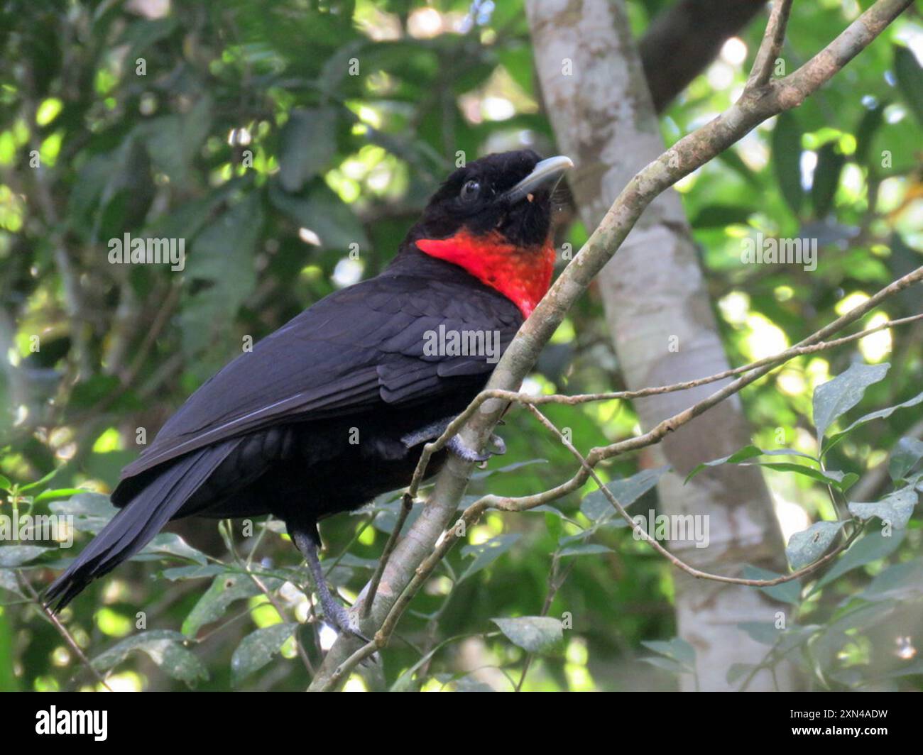 Pyroderus hi-res stock photography and images - Alamy