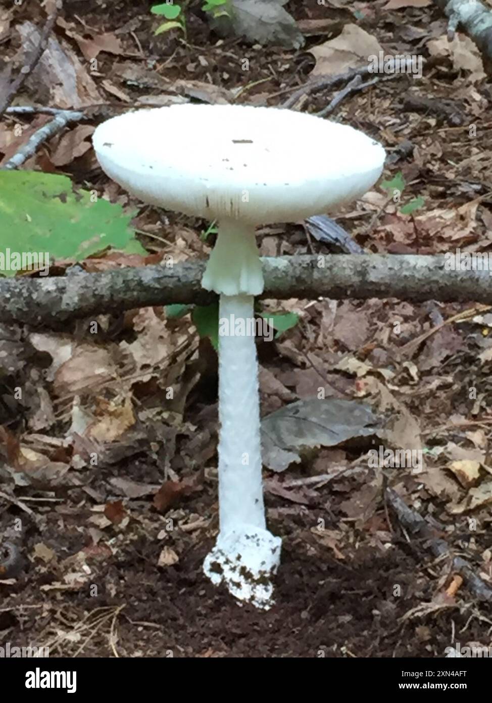 Eastern destroying angel amanita hi-res stock photography and images ...