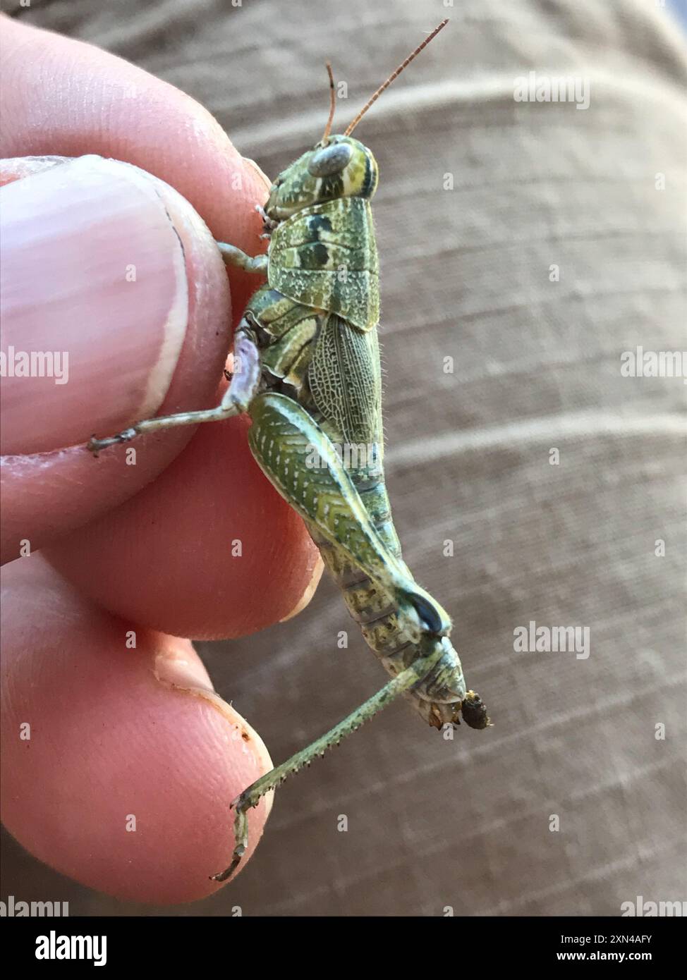 Fuzzy Olive-Green Grasshopper (Campylacantha olivacea) Insecta Stock ...