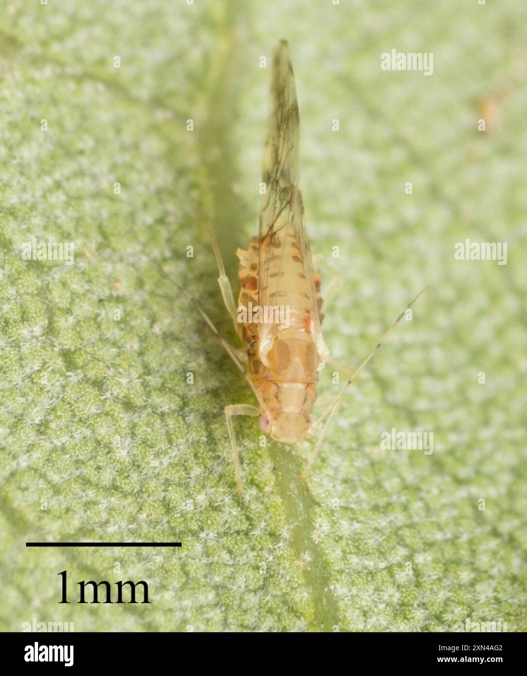Regular Oak Aphid (Neomyzocallis punctata) Insecta Stock Photo - Alamy